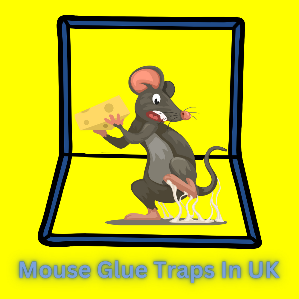 WHEELIO Sticky Glue Pads Traps For Mouse – MOUSE TRAPS