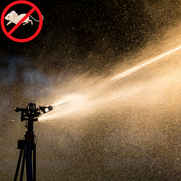 Can I use motion-activated sprinklers to deter rats from my garden ...